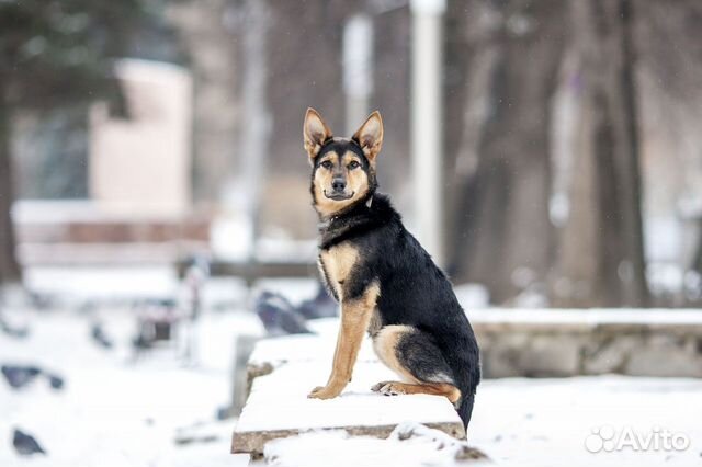 Собака Эльба