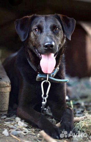 Скажите, сколько Марти еще ждать своего хозяина