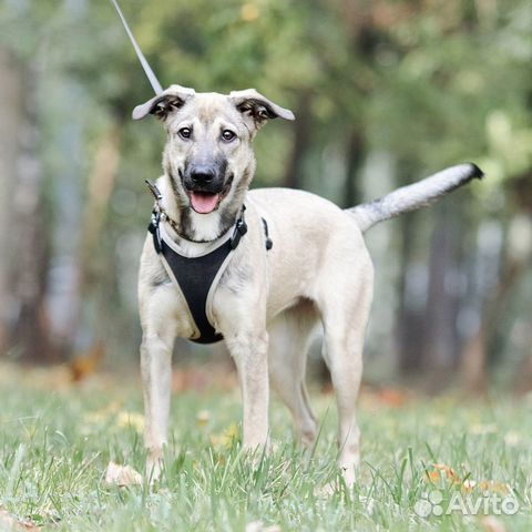 Активная собака Зизи для активных