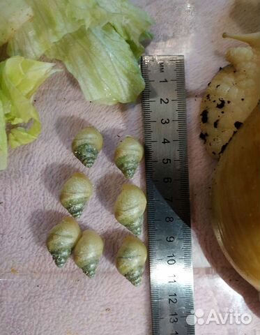 Улитка фулика