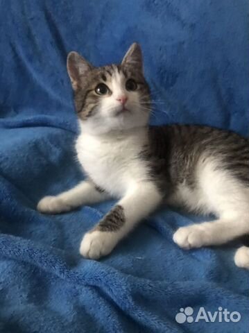 Котик ищет дом