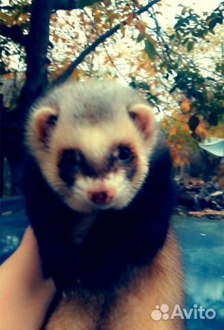 Хорьки (самцы) для вязки