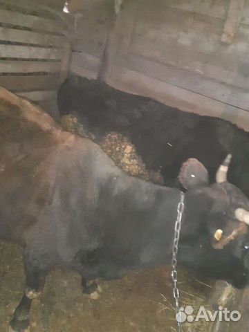 Бык корова свиньи