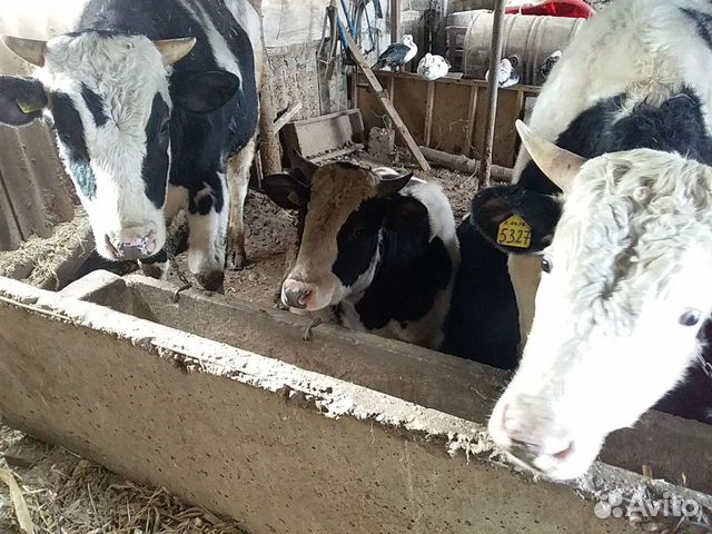 Быки 1.5 года