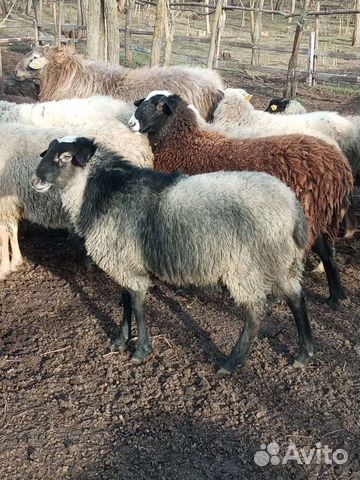 Продам молодого барана