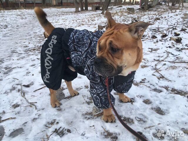 Ка де Бо кобель Вязка