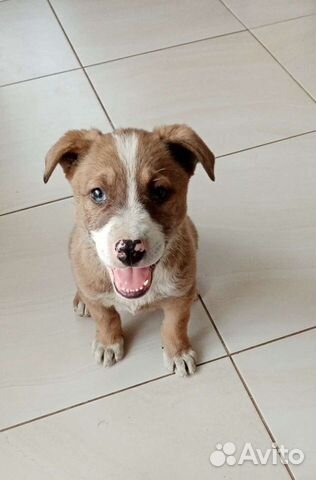 Девочка 2,5 месяца