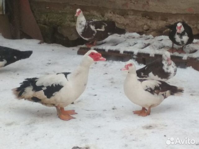 Мускусные утки