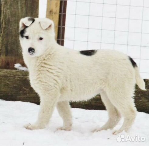 Белые мишки Нора и Нюша