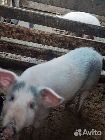Свинка на племя
