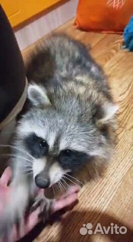 Енотик домашний