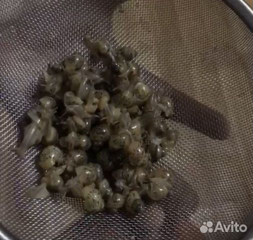 Ахатина улитята