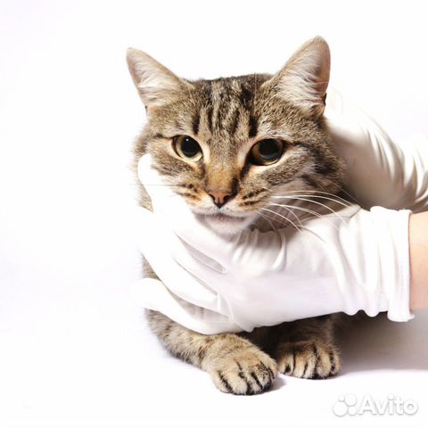 Кошечка Даша ищет дом Нужна социализация