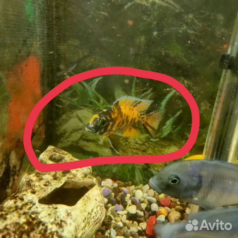 Красная полосатая. Дельфин, аквариумная рыбка