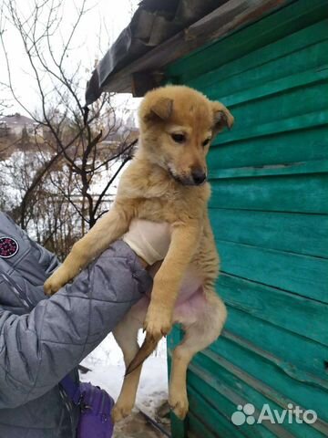 Очаровательные щеночки 2,5 мес. в дар