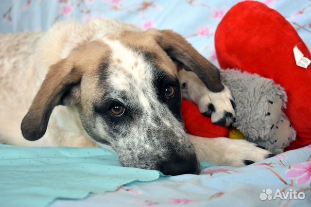 Щенок Глаша 6 мес. помесь фенотип курцхаар