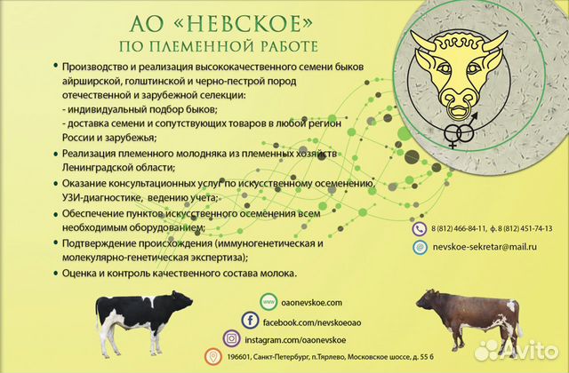 Продажа племенного молочного скота