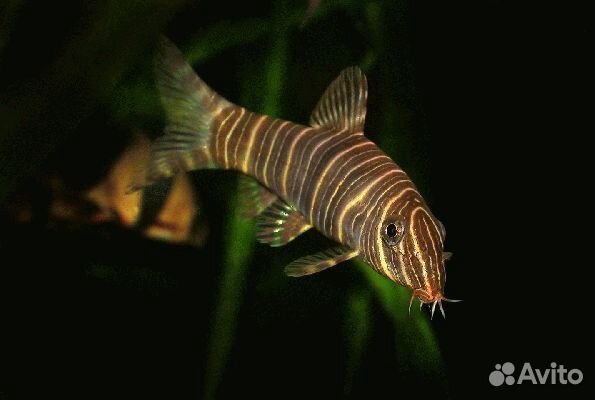 Боция и многая другая рыбка