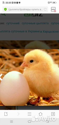 Цыплята круглогодично