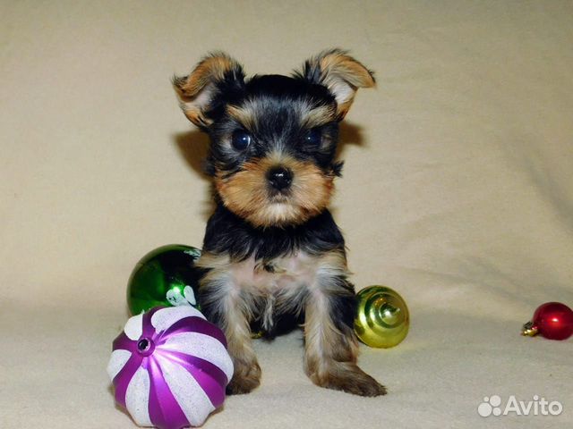 Йорк, девочка, мелкий стандарт