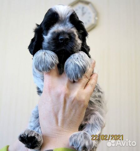 Щенки кокера