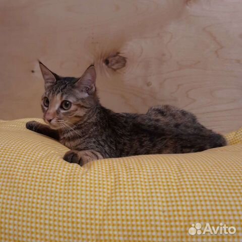 Курильский бобтейл от аборигенов