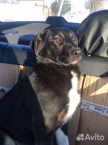 Собака, Линда, 5 мес, стерилизованна, привита. С б