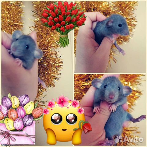 Крысята девочки крыса дамбо русский голубой окрас