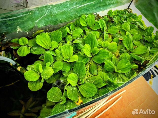 Аквариумные водоросли надводные пистия