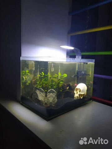 Аквариум