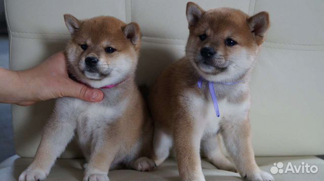 Сибушки ину Шиба щенки