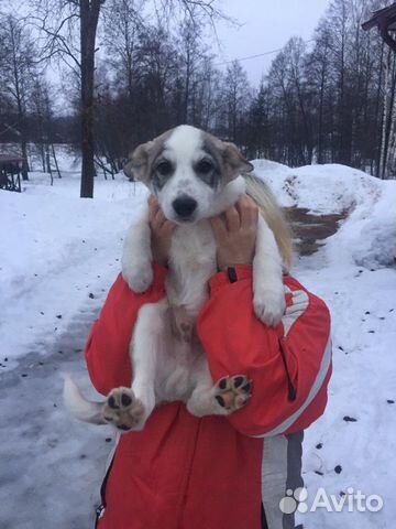 Щенки метис хаски и лайки в добрые руки