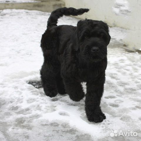 Щенки Русского Черного Терьера