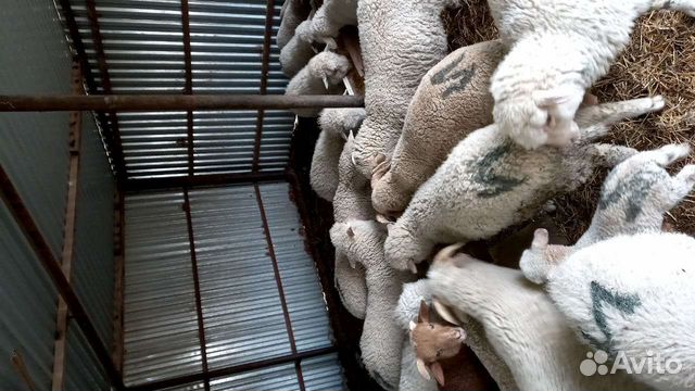 С/х животные