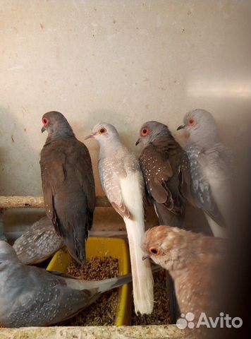 Горлицы и какарики ща