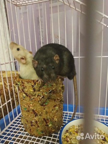 2 Крыски с клеткой