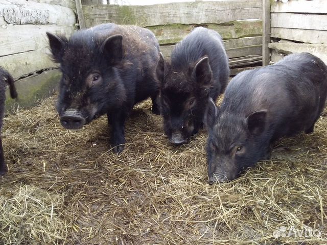 Вьетнамский вислобрюхий хряки и свинки
