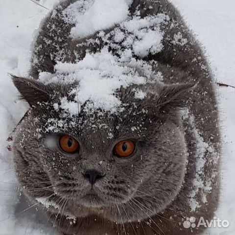 Кошки Британец вязка