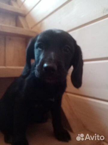 Кокер спаниель