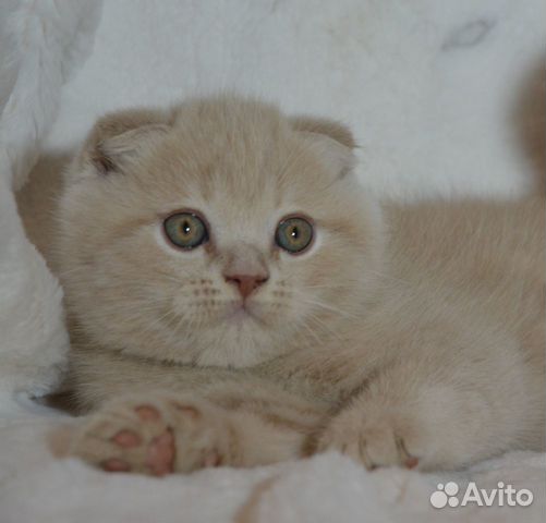 Крем, серебро, золото