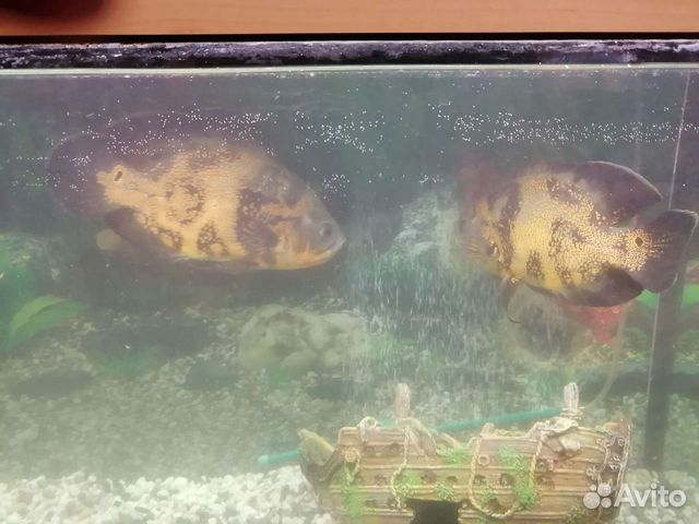 Астронотусы рыбы