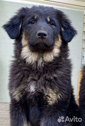 Монгольский банхар