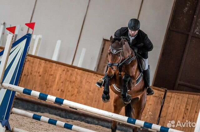 Продается перспективный конкурный жеребец 2016 г.р