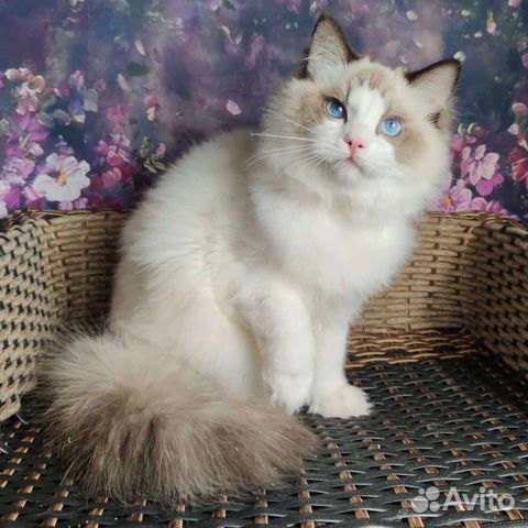 В разведение, шоу класс, мальчик