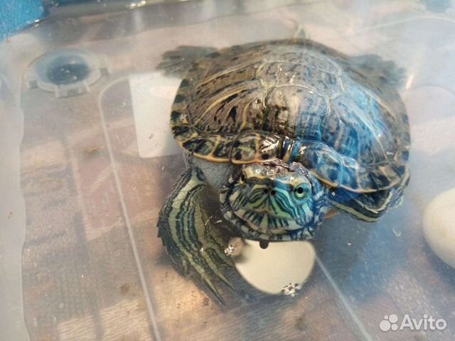 Красноухая черепаха