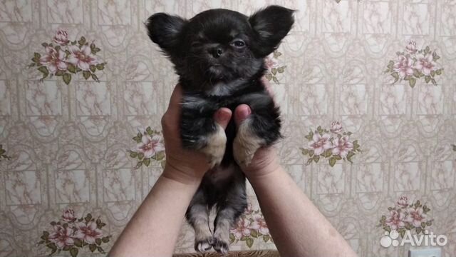 Кукольный мальчик черно- подпалый дш 2 месяца