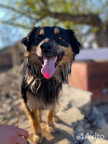 Ищет дом не крупный пёсик Дори