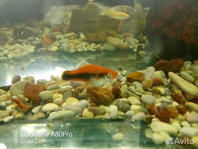 Мена "мечиносец"