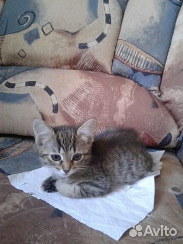 Котята даром