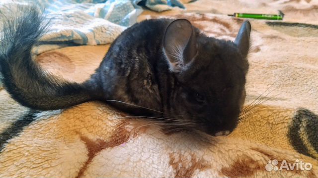 Шиншилла эбони